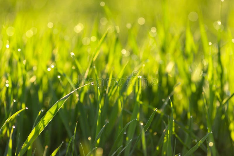 Dew Drops in the Form of Bokeh on Young Wheatgrass in a Spring Field ...