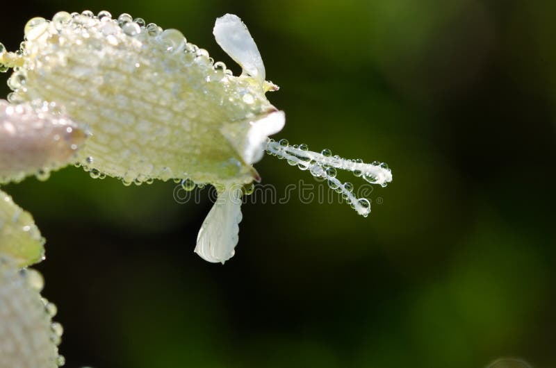 Dew Drops Forming on Flower Stock Image - Image of green, moisture ...