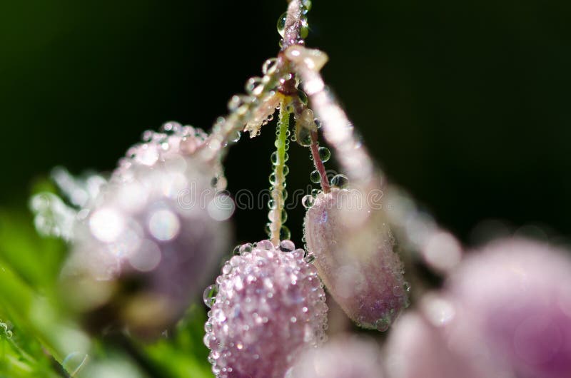 Dew Drops Forming on Flower Stock Image - Image of drops, close: 32774007