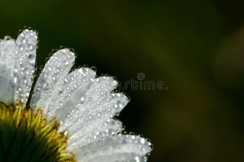 Dew Drops Forming on Flower Stock Photo - Image of drops, yellow: 32542986