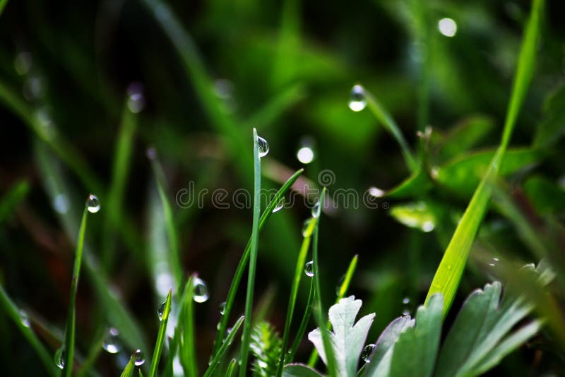 Dew Drops on Fresh Green Grass in Spring Stock Photo - Image of beauty ...