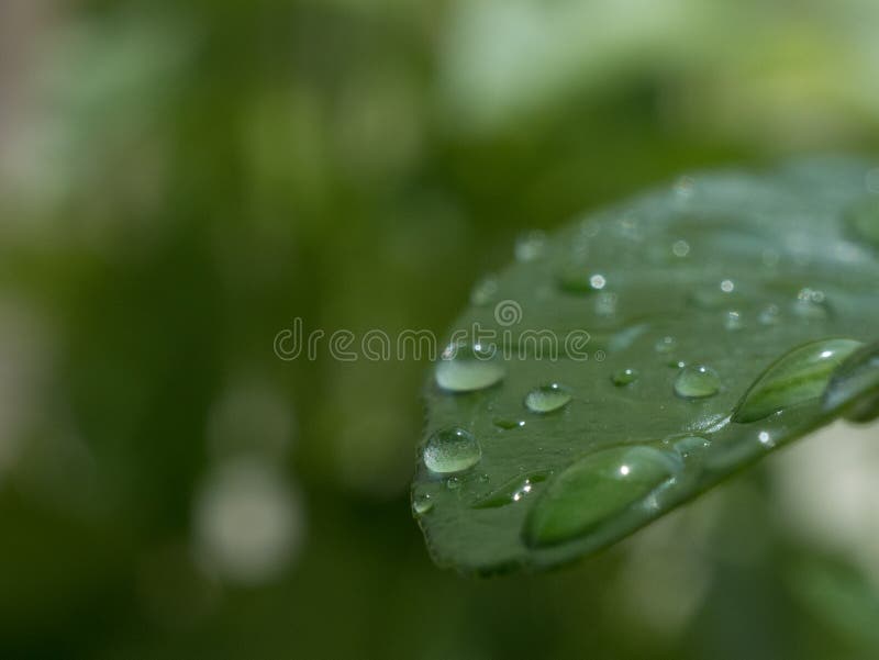 Dew Drops on the Fresh Green Leaf Stock Photo - Image of garden, drop ...