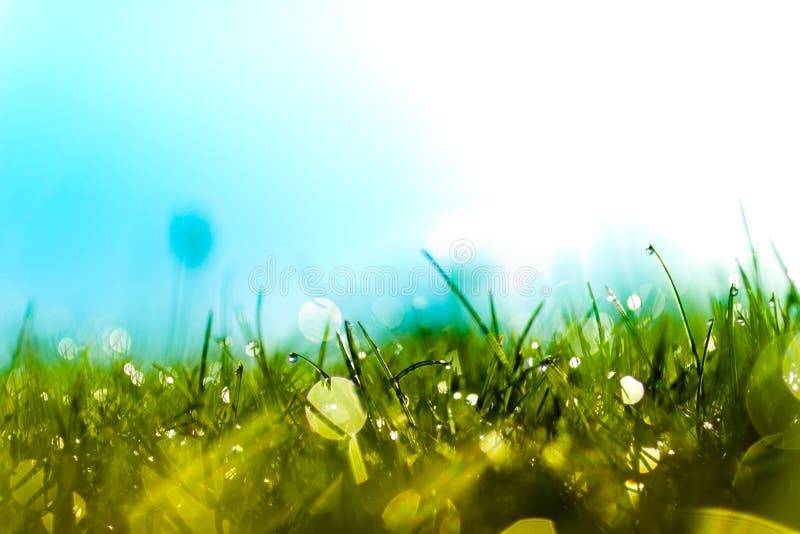 Dew Drops on Grass in the Morning Sun Stock Image - Image of green ...