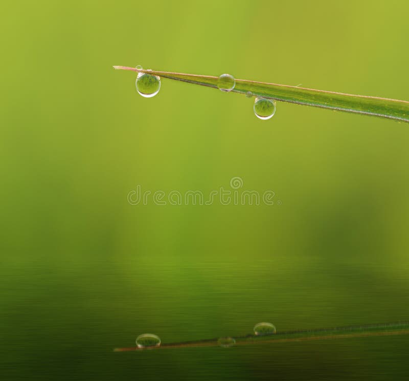 Dew Drops on Grass Reflection in Water Stock Photo - Image of lifestyle ...