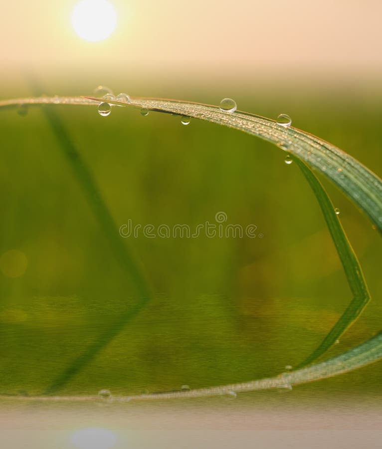 Dew Drops on Grass Reflection in Water Stock Image - Image of close ...