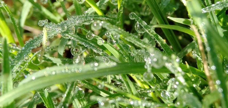 Dew Drops on the Grass Sparkled in the Morning Sun in a Tropical Rice ...