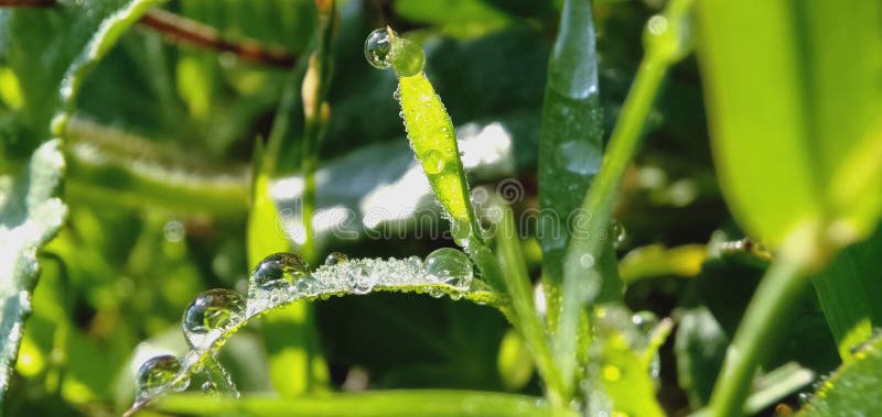 Dew Drops on the Grass Sparkled in the Morning Sun in a Tropical Rice ...