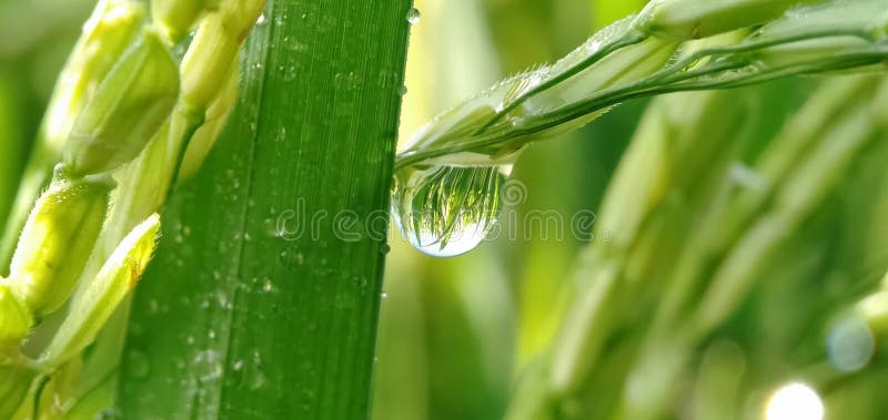 Dew Drops on the Grass Sparkled in the Morning Sun in a Tropical Rice ...