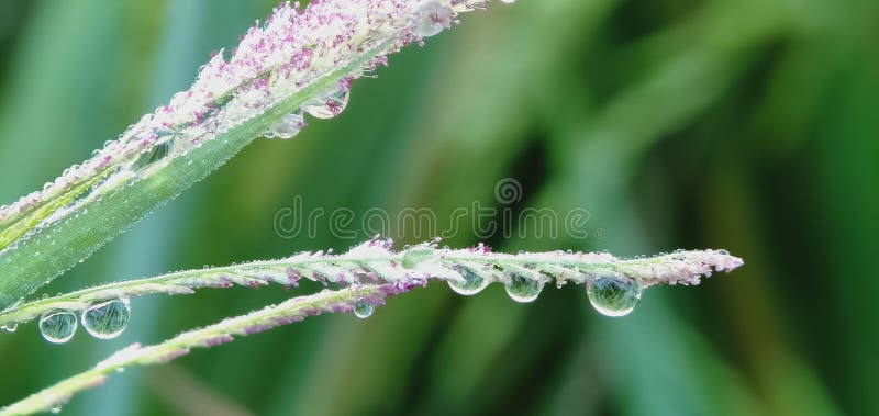 Dew Drops on the Grass Sparkled in the Morning Sun in a Tropical Rice ...