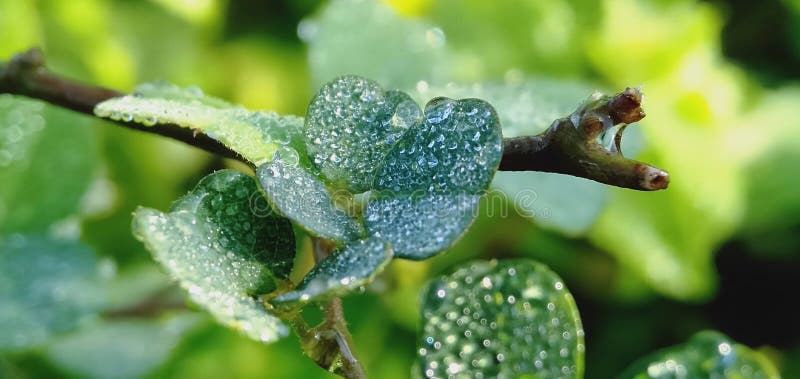 Dew Drops on the Grass Sparkled in the Morning Sun in a Tropical Rice ...