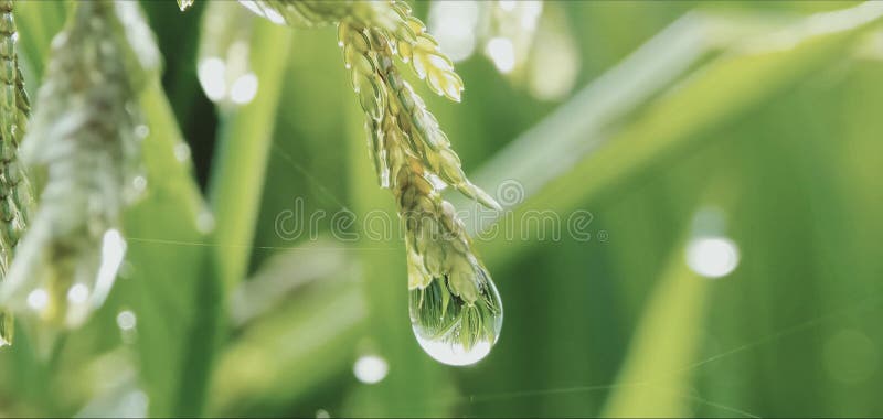 Morning dew drops stock image. Image of freshness, droplet - 182804789