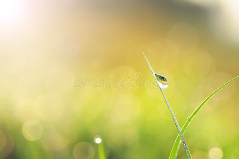 Dew drops stock photo. Image of natural, bokeh, nature - 48592518
