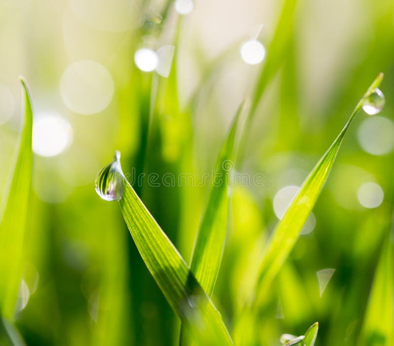 Dew drops on green grass stock photo. Image of lawn - 102685598