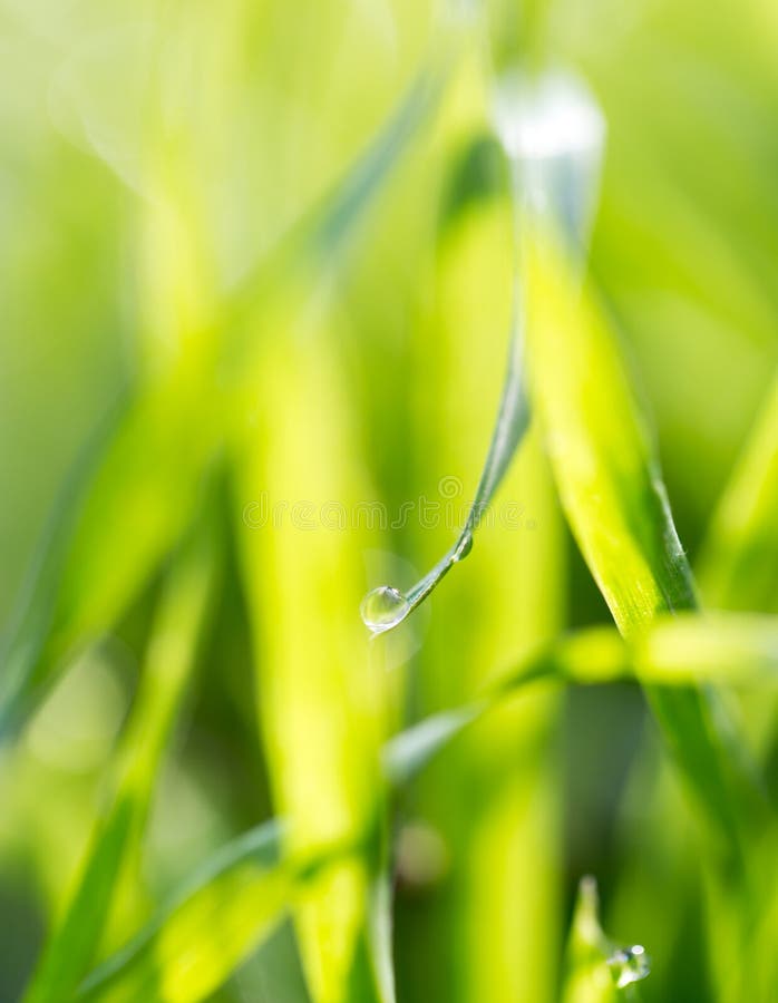 Dew drops on green grass stock photo. Image of blade - 101629010