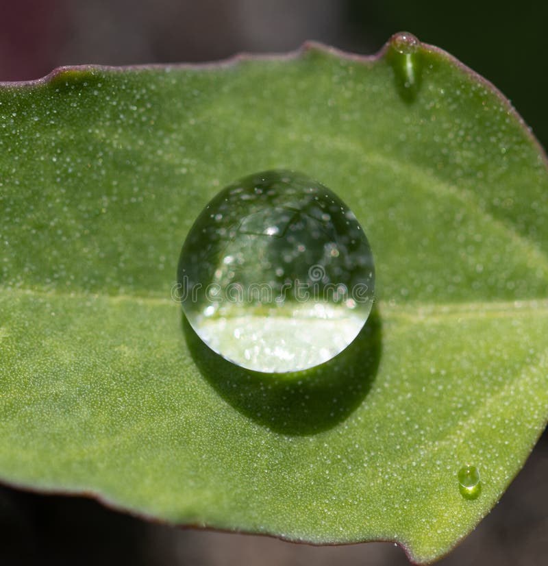 Dew drops on green leaf stock image. Image of garden - 268912939