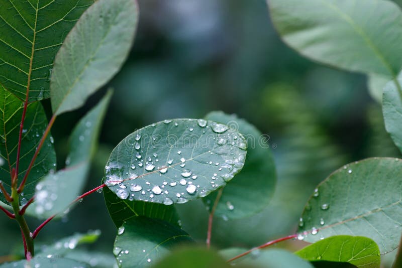 Dew Drops on a Green Leaf of a Bush Stock Photo - Image of people, life ...