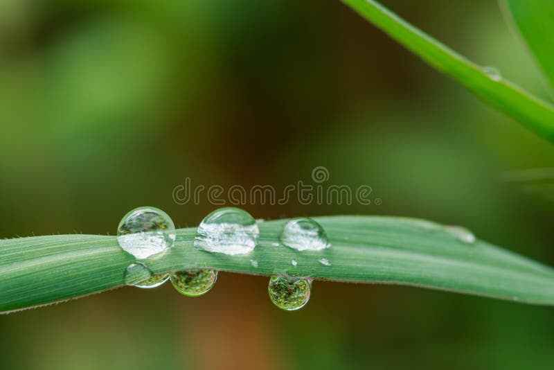 Dew Drops On Green Leaf Meadow Grass In Drops Rain Nature Background