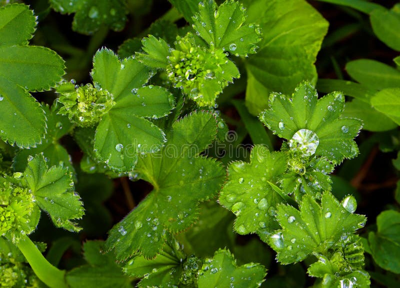 Dew drops on green plants stock photo. Image of dewdrops - 23753608