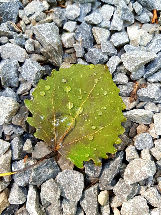 Dew Drops on a Green Leaf of a Tree Stock Photo - Image of green ...