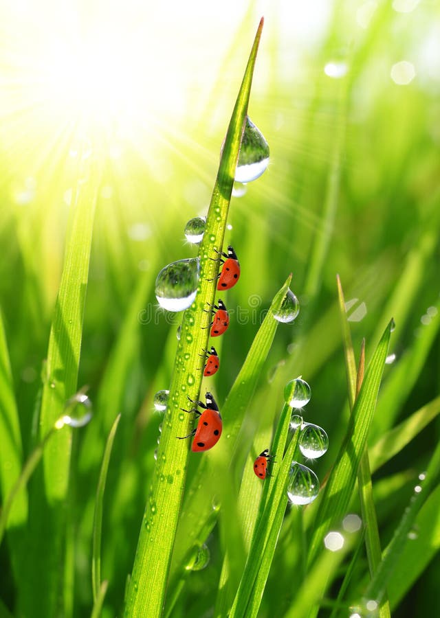 Dew and ladybirds stock image. Image of drop, condensation - 40699211