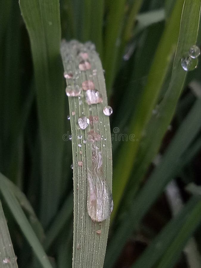 Dew Drops on a Leaf stock image. Image of conducted - 125571533