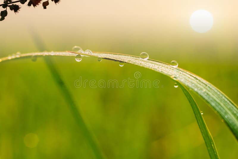 Dew Drops on Leave with Sun Stock Photo - Image of nature, lawn: 53433928