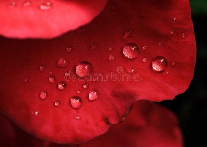 Dew Drops on the Leaves of Red Roses Stock Photo - Image of petals ...