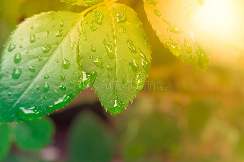 Dew Drops on Leaves with Sunlight. Natural Spring and Summer Background ...