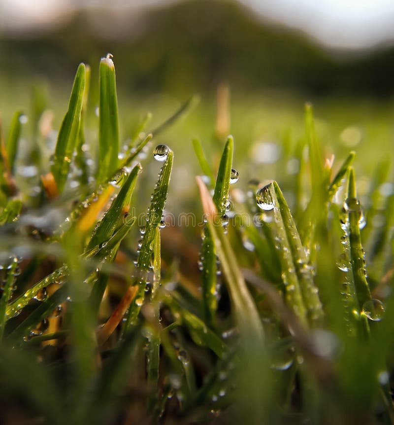 Dew Drops Macro View during Winter Season Stock Photo - Image of ...