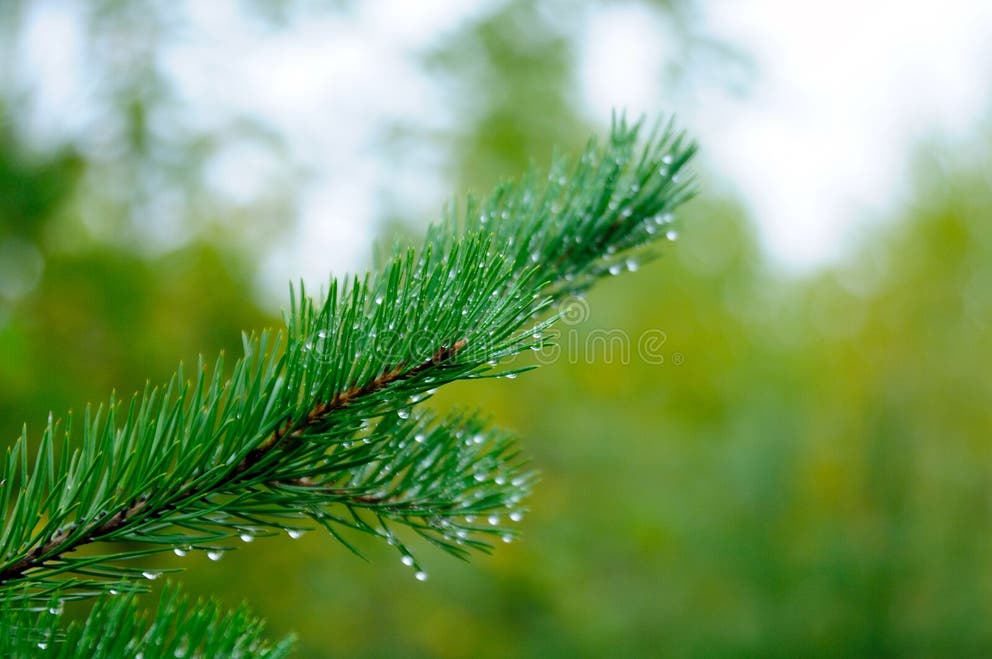 Dew drops on needles stock image. Image of forest, spruce - 26359389
