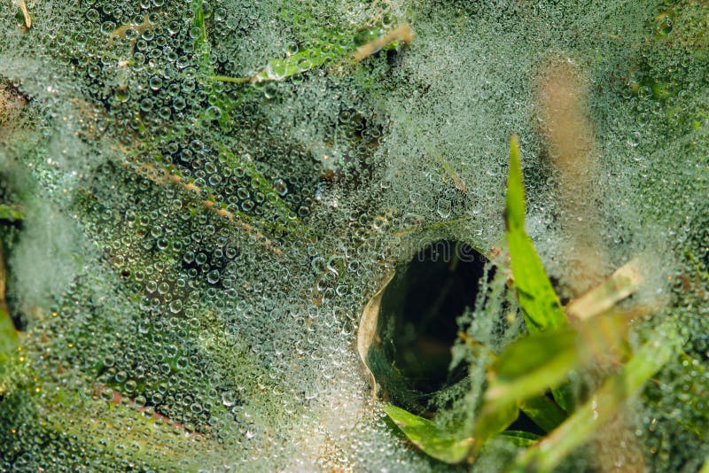 Dew drops on Nest stock photo. Image of wings, animal - 37742754