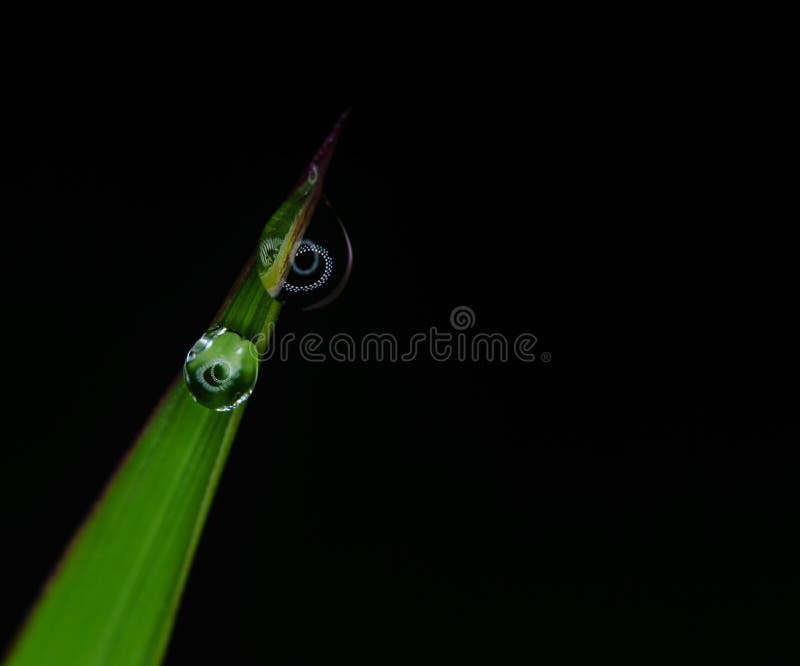 Dew drops at night stock photo. Image of macro, beauty - 83345954
