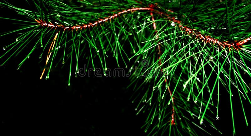 Dew drops on pine needles stock image. Image of rain, summer - 1003953
