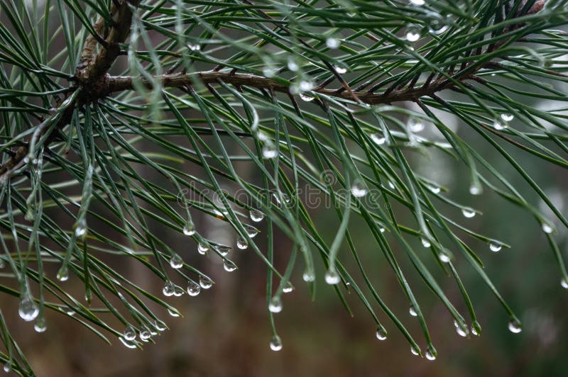 Dew drops on a tree stock photo. Image of leaf, flora - 131420556