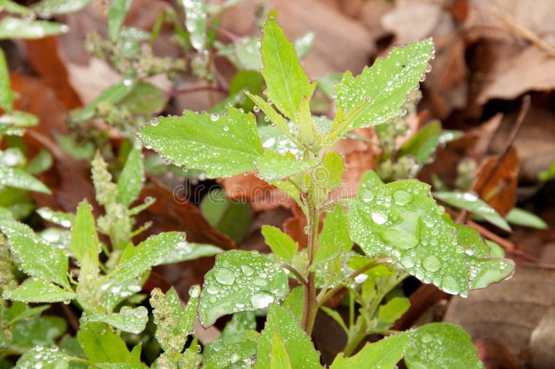 Dew Drops on Plant stock image. Image of drop, weed, stem - 11958023