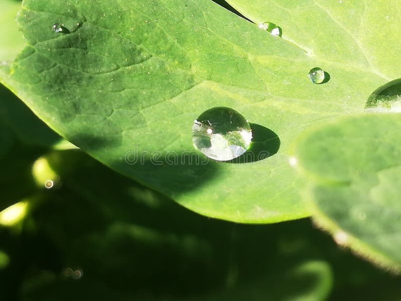 Drops of Rain Dew on the Leaves Stock Photo - Image of natural, macro ...