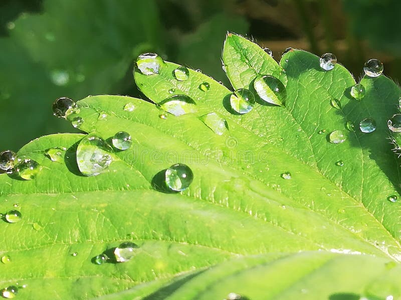 Drops of Rain Dew on the Leaves Stock Photo - Image of flora ...