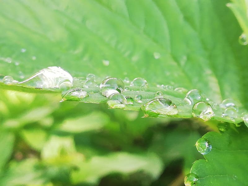 Drops of Rain Dew on the Leaves Stock Image - Image of beauty, natural ...