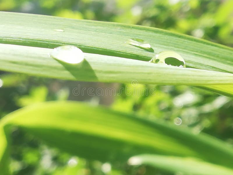Drops of Rain Dew on the Leaves Stock Photo - Image of flora, lawn ...