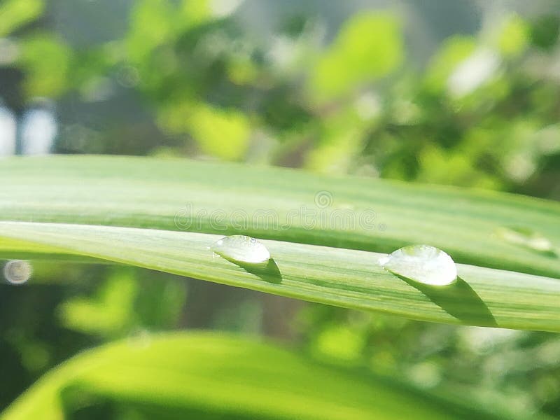 Drops of Rain Dew on the Leaves Stock Image - Image of flora, natural ...