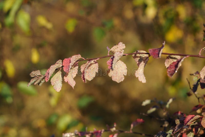 Dew Drops on Red Autumn Leaves Stock Photo - Image of branch, garden ...