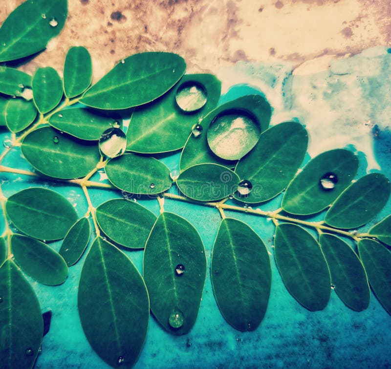 Dew Drops Residing on a Leaf Stock Image - Image of cherry, focused ...