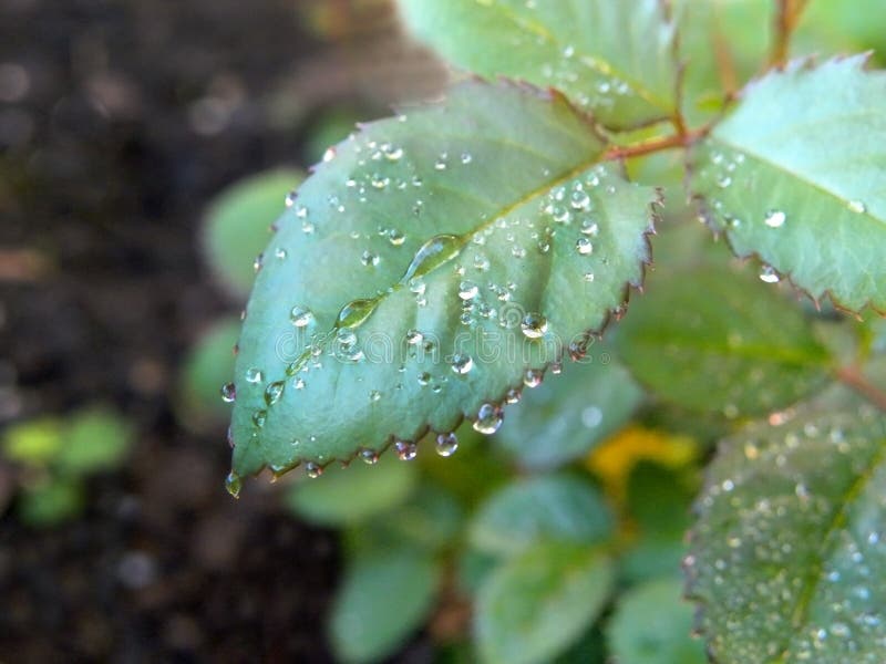 Dew Drops on roses stock image. Image of water, flowers - 73331971