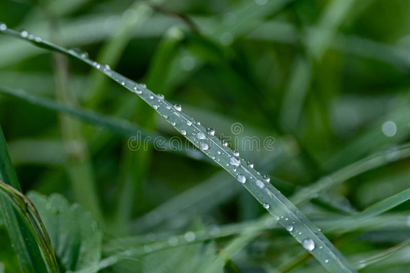 Dew Drops on Single Grass Blade Close-up Stock Image - Image of nature ...