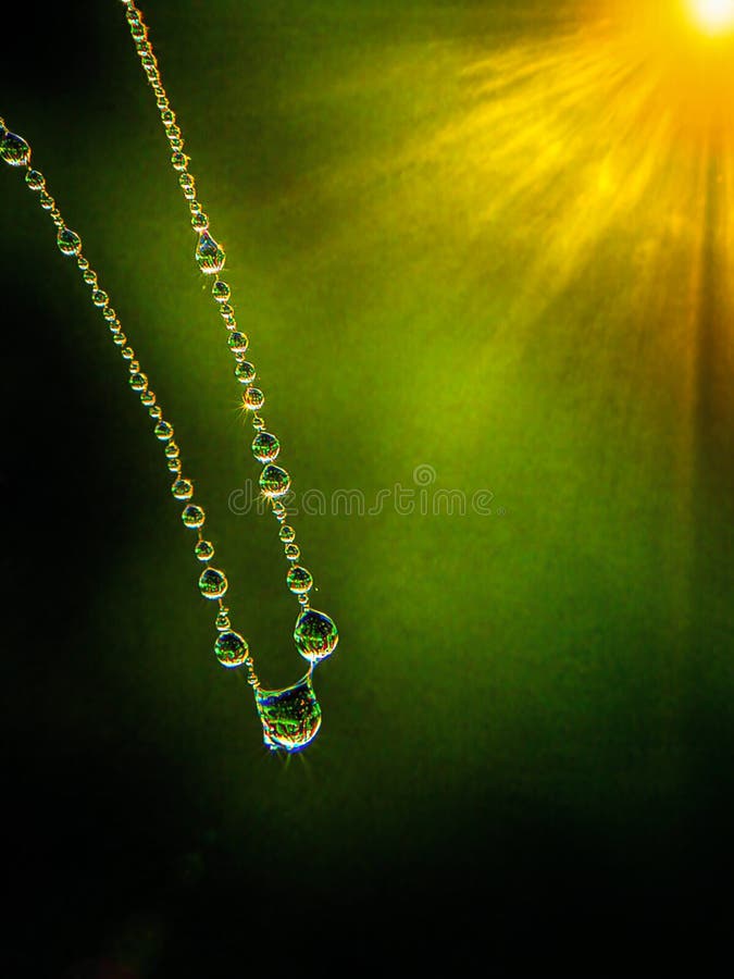 Dew Drops on a Spider Web with Sun Rays Stock Illustration ...