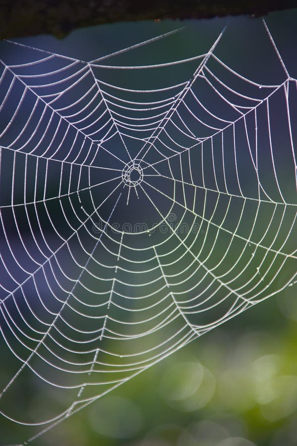 Dew drops on a spider web stock image. Image of network - 69367725