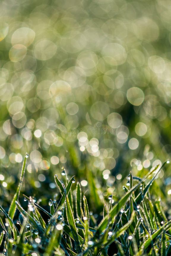 Dew Drops in Sprin on a Meadow Stock Image - Image of bokeh, drops ...