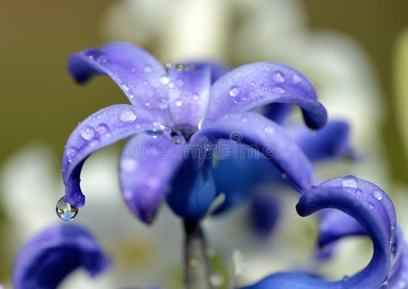 Dew Drops on a Spring Flower Hyacinth. Stock Photo - Image of fresh ...