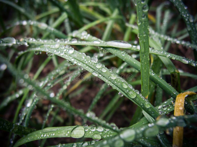 Dew drops on spring grass stock image. Image of green - 76822527