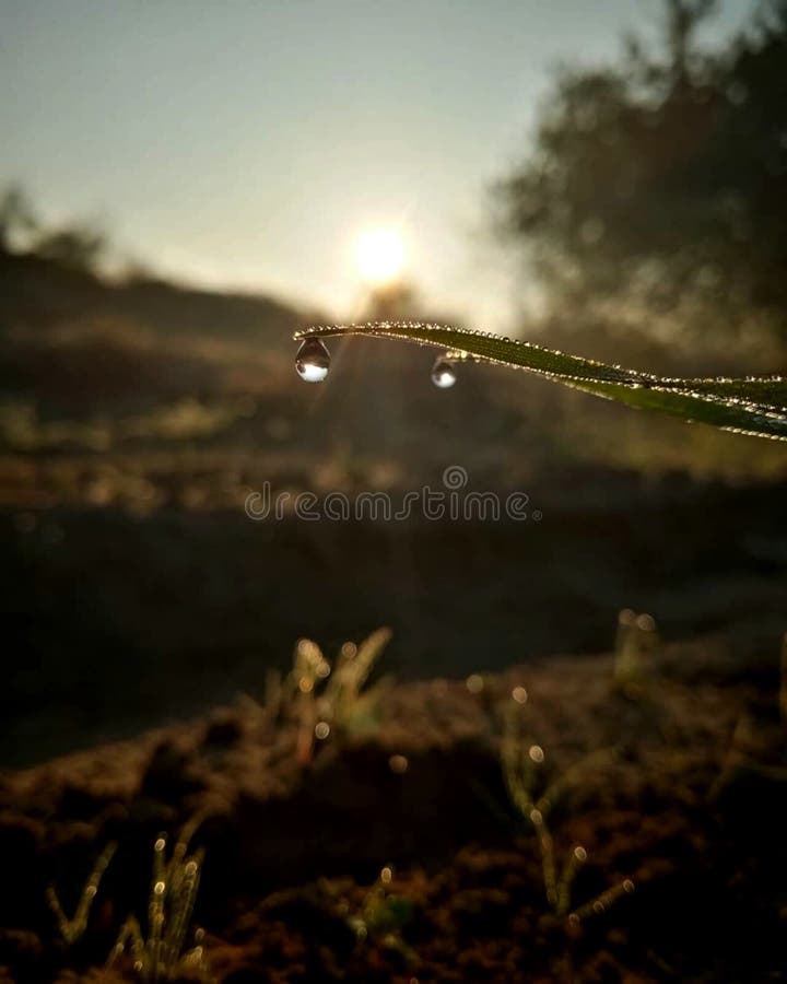 Dew drops in Sun rays stock photo. Image of rays, grass - 210557338